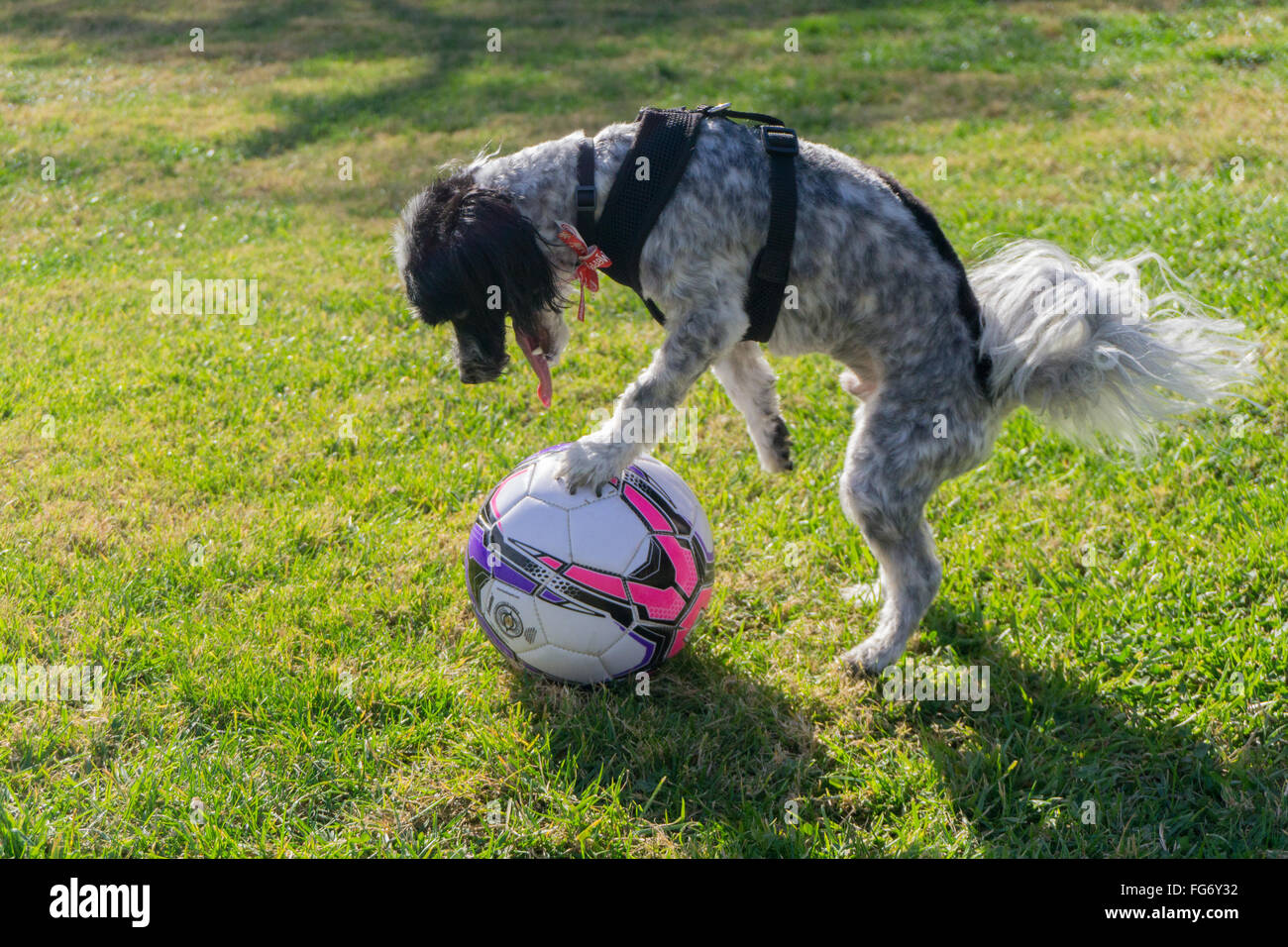 Soccer playing dog hi-res stock photography and images - Alamy
