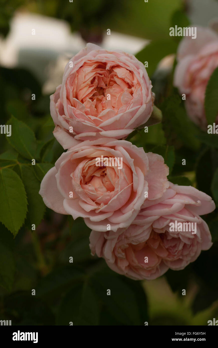 Rose, Rosa , COLLETTE Stock Photo - Alamy