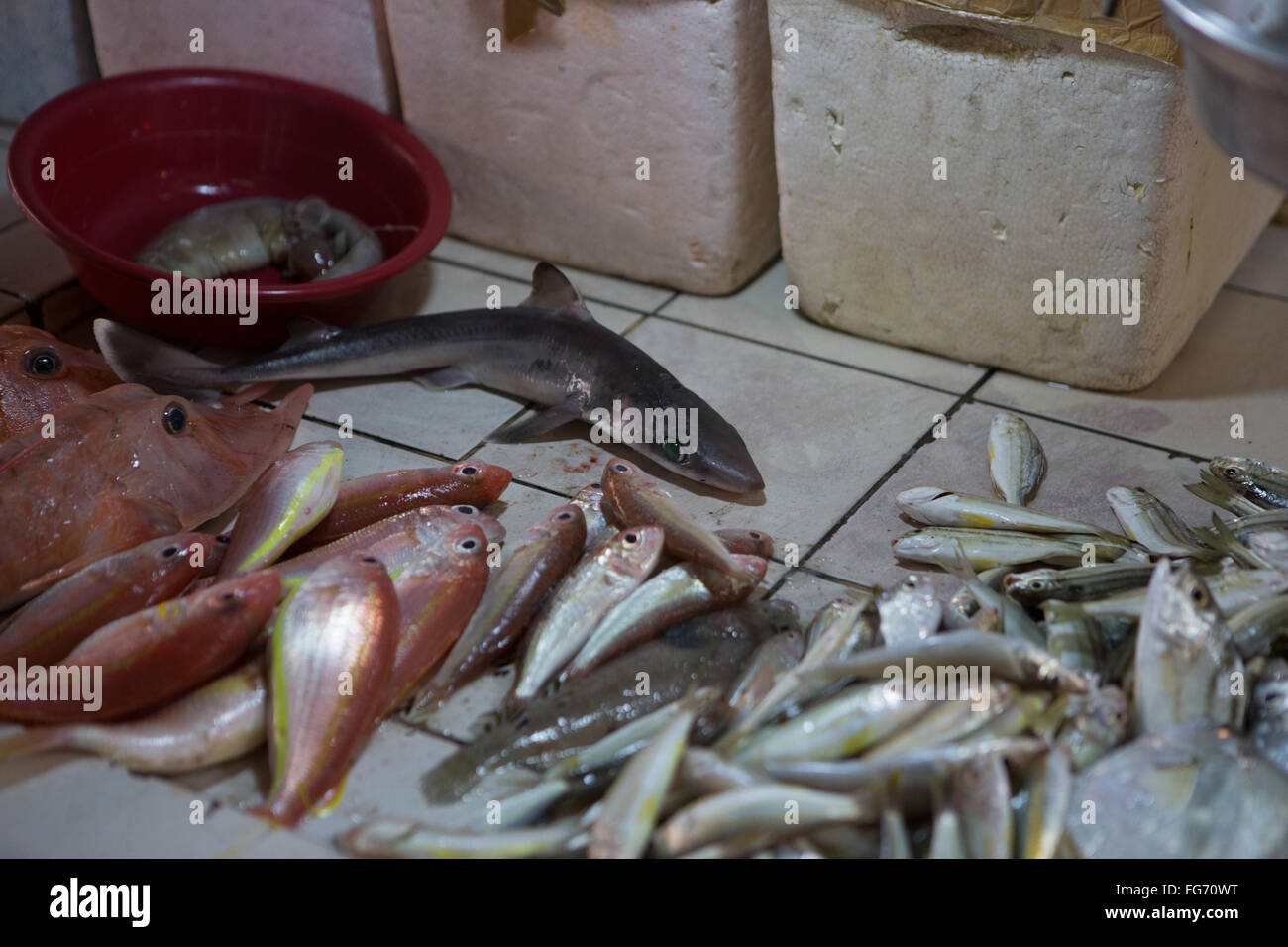 A very small Shark offerred for sale at the Carbon Market located in ...