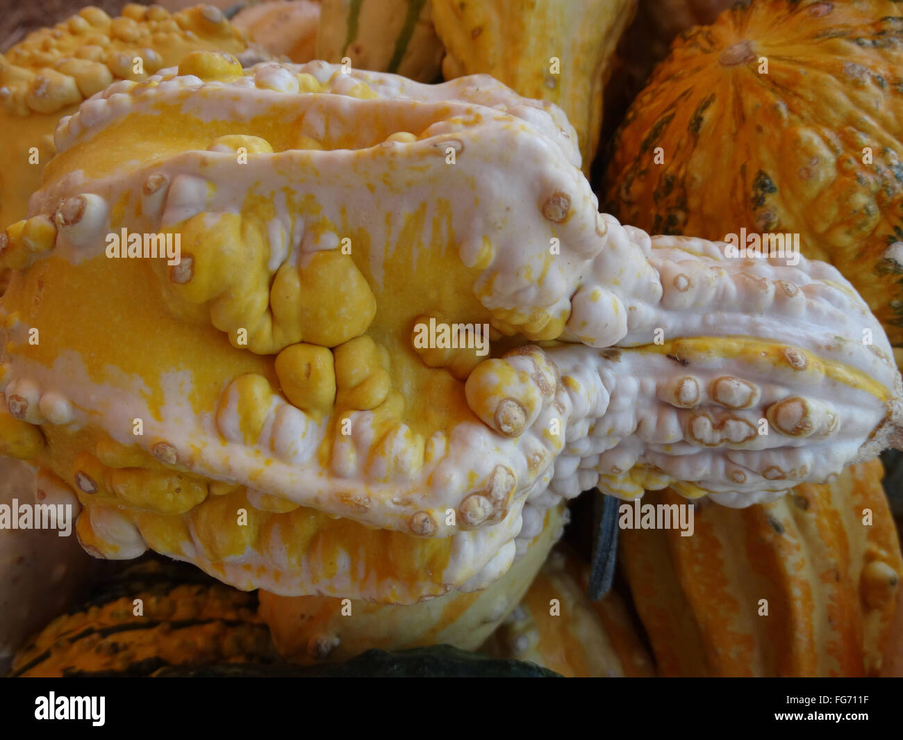 Cucurbita pepo, Warty Autumn Wings, ornamental gourd with sharp angles ...