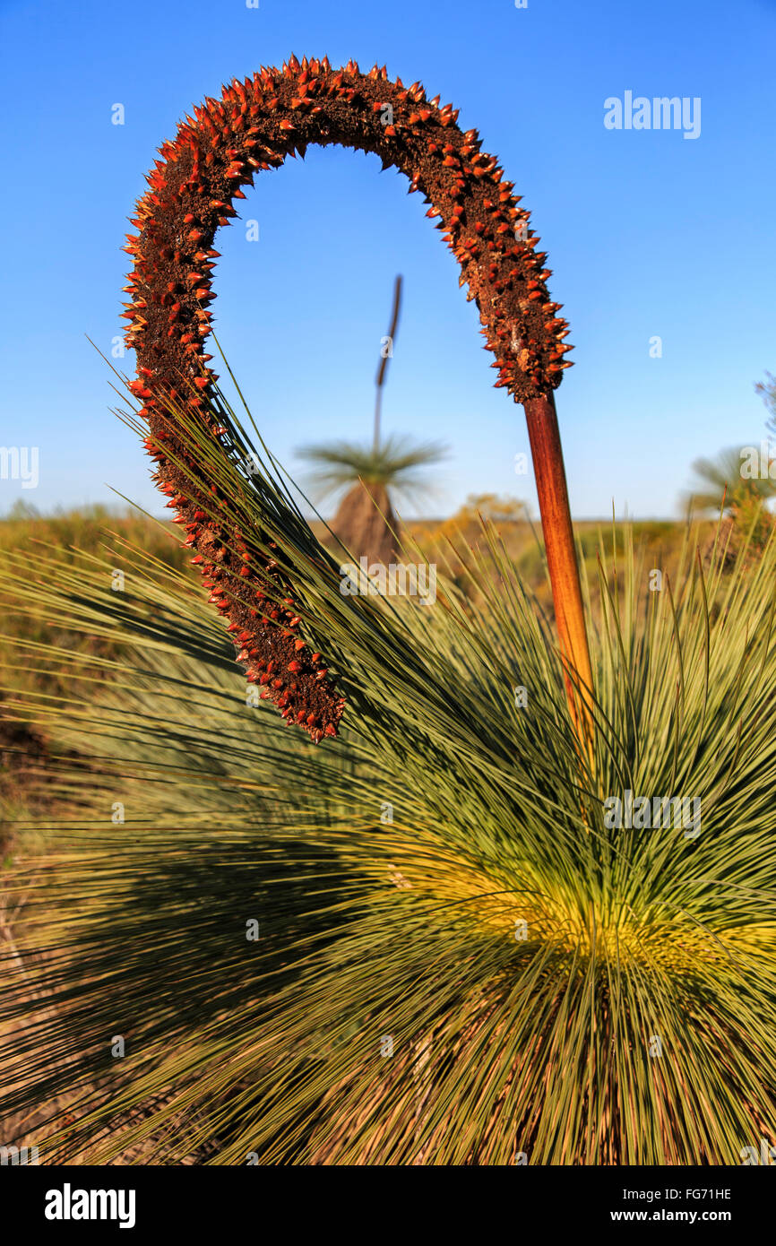 Two grass trees, (Xanthorrhoea) Australian native plants Stock Photo ...