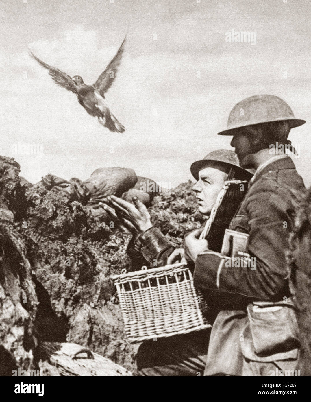 WWI: CARRIER PIGEON. /nA carrier pigeon being released to carry a ...