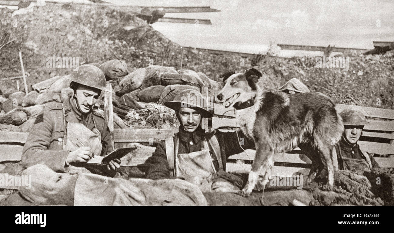 WORLD WAR I: MESSENGER DOG. /nA British dispatch-bearing dog waiting ...