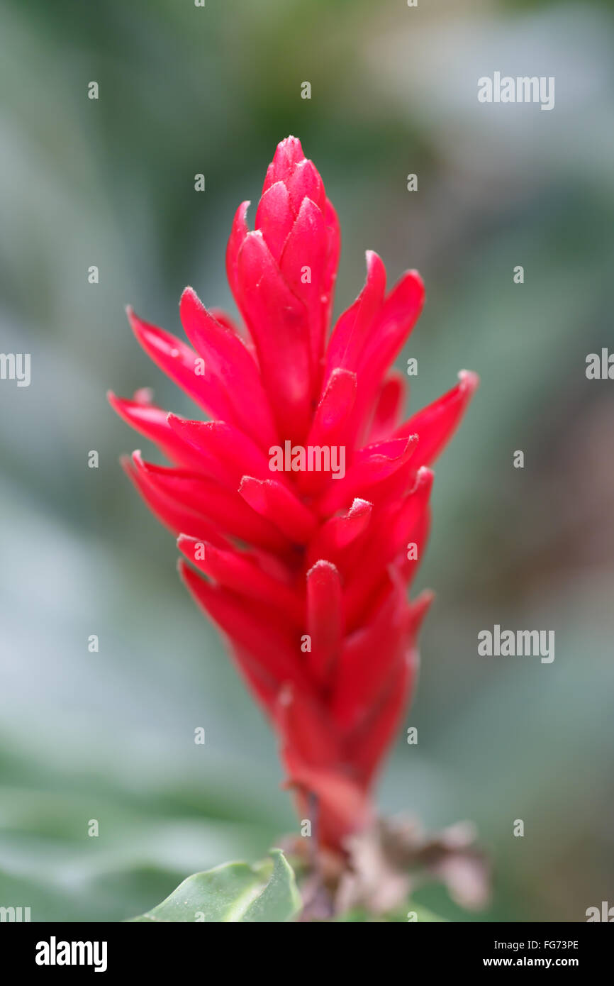 Red flower macro photography hi-res stock photography and images - Alamy