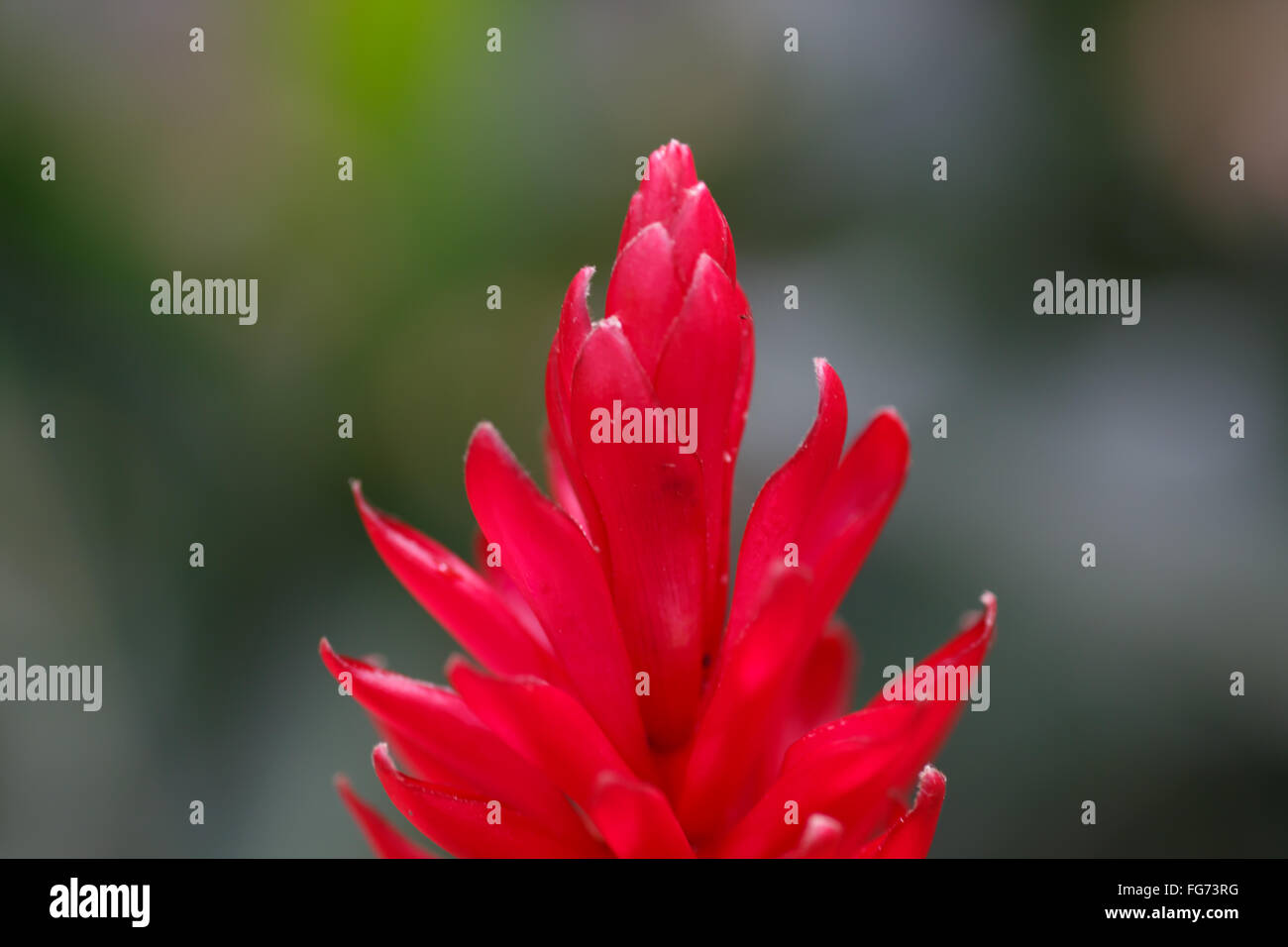 Red flower macro photography hi-res stock photography and images - Alamy