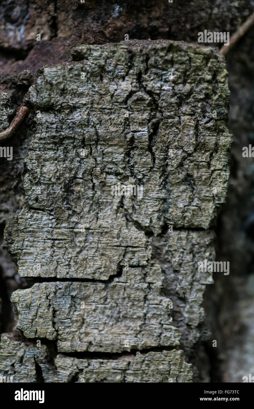 tree wood pattern detail, macro photography Stock Photo - Alamy