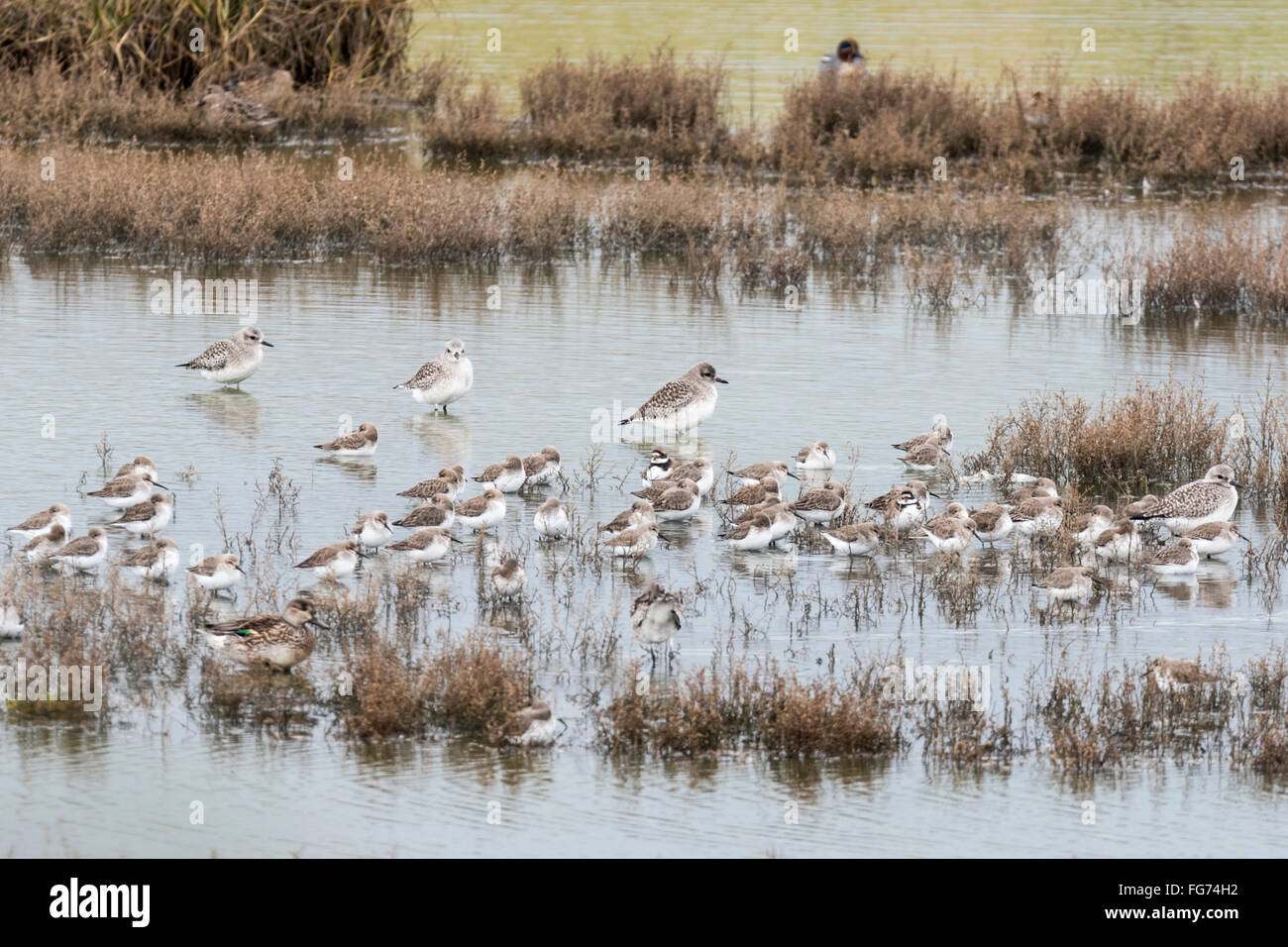 A mixed flock of waders at Two Tree Island with the bigger ones being ...