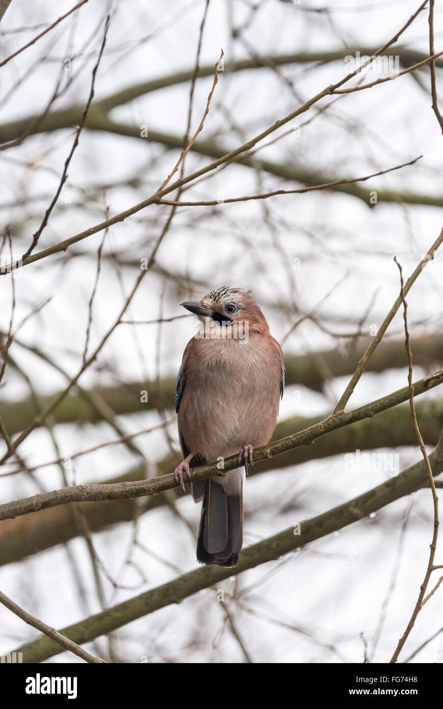 A Jay sitting in a tree Stock Photo - Alamy