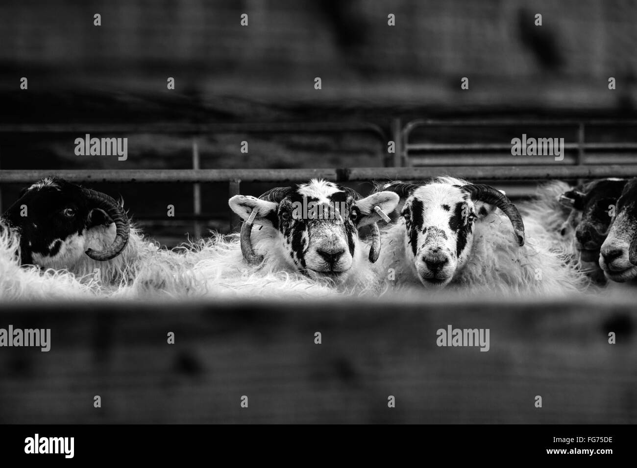In the Stockyards Stock Photo - Alamy
