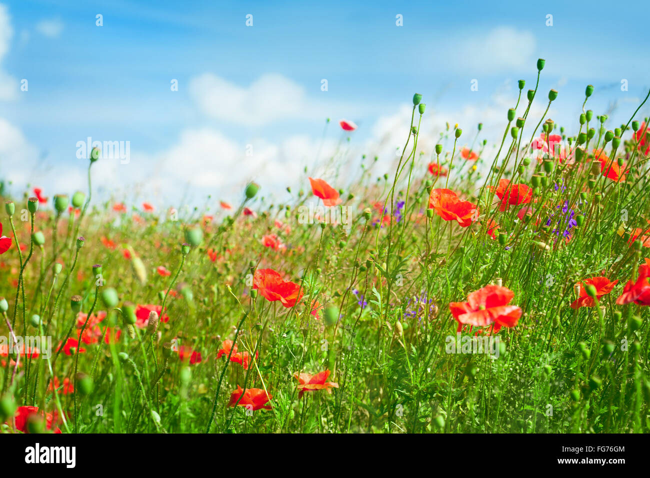 Flowers poppy on a background of the summer blue sky Stock Photo - Alamy