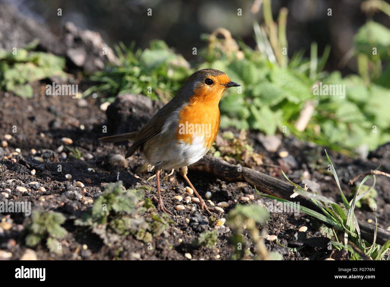 Garden mound hi-res stock photography and images - Alamy