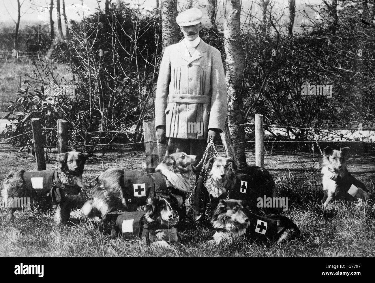 WWI: RED CROSS DOGS, c1915. /nLieutenant Colonel Edwin H. Richardson ...