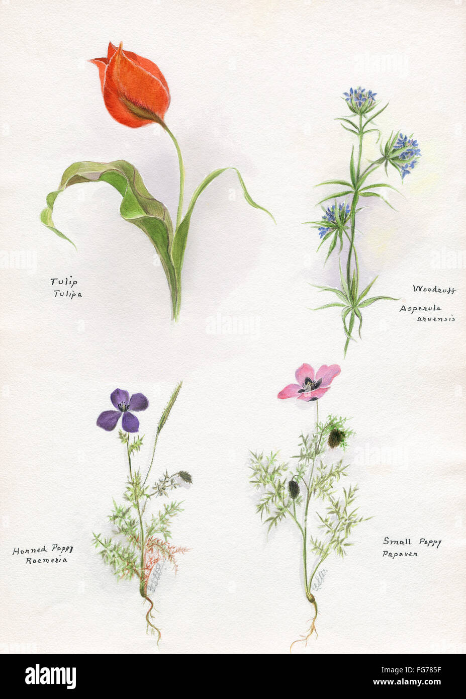 WHITING: PLANTS, 1931. /nTulip (tulipa), blue woodruff (Asperula ...