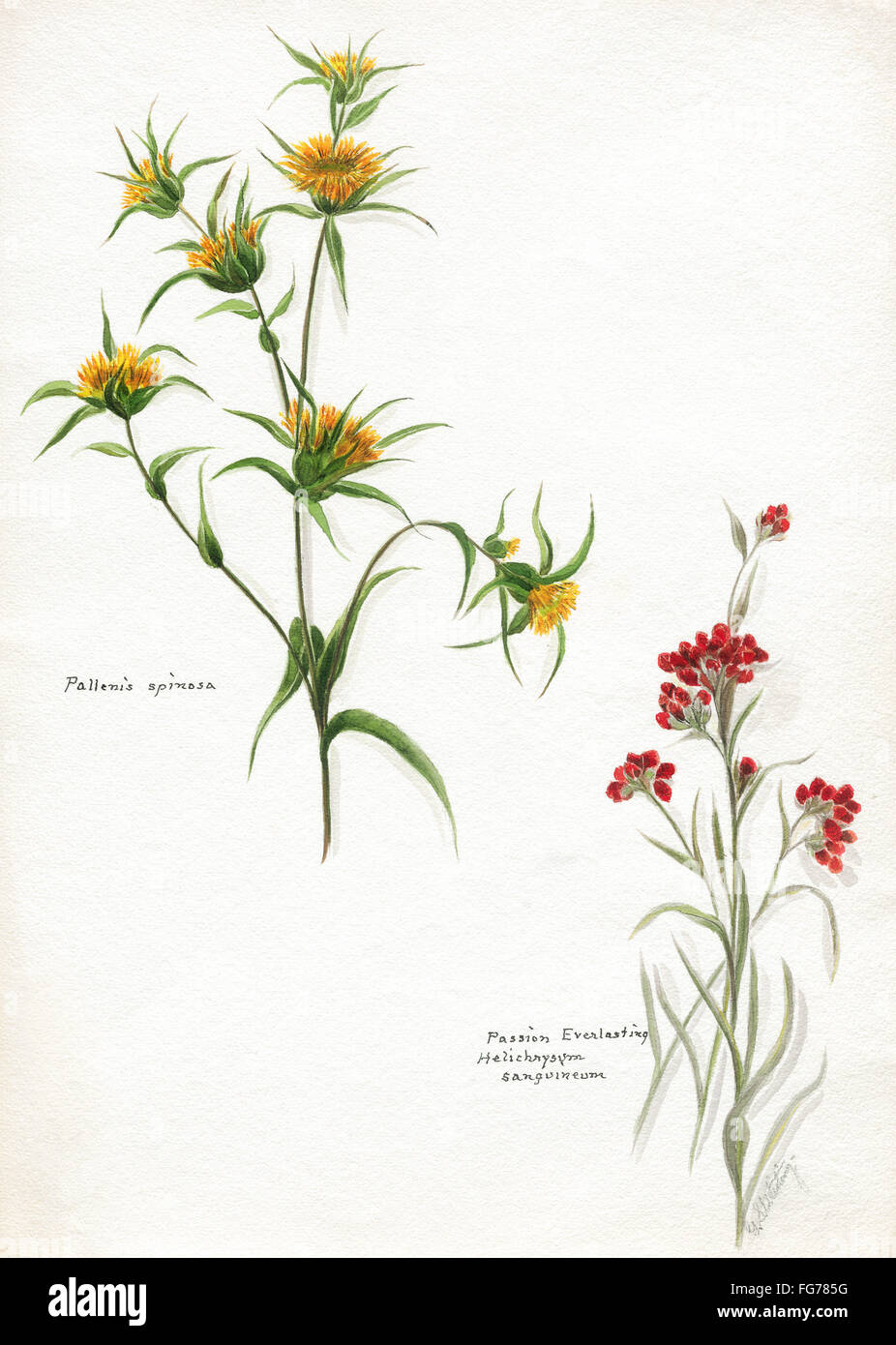 WHITING: PLANTS, c1950. /nSpiny starwort (Pallenis spinosa) and passion ...