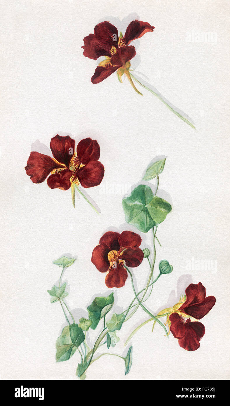 WHITING: PLANTS, c1950. /nNasturtium flowers and leaves from the Holy ...