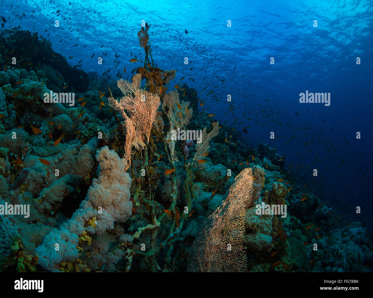 The reefs of the Red Sea Stock Photo - Alamy