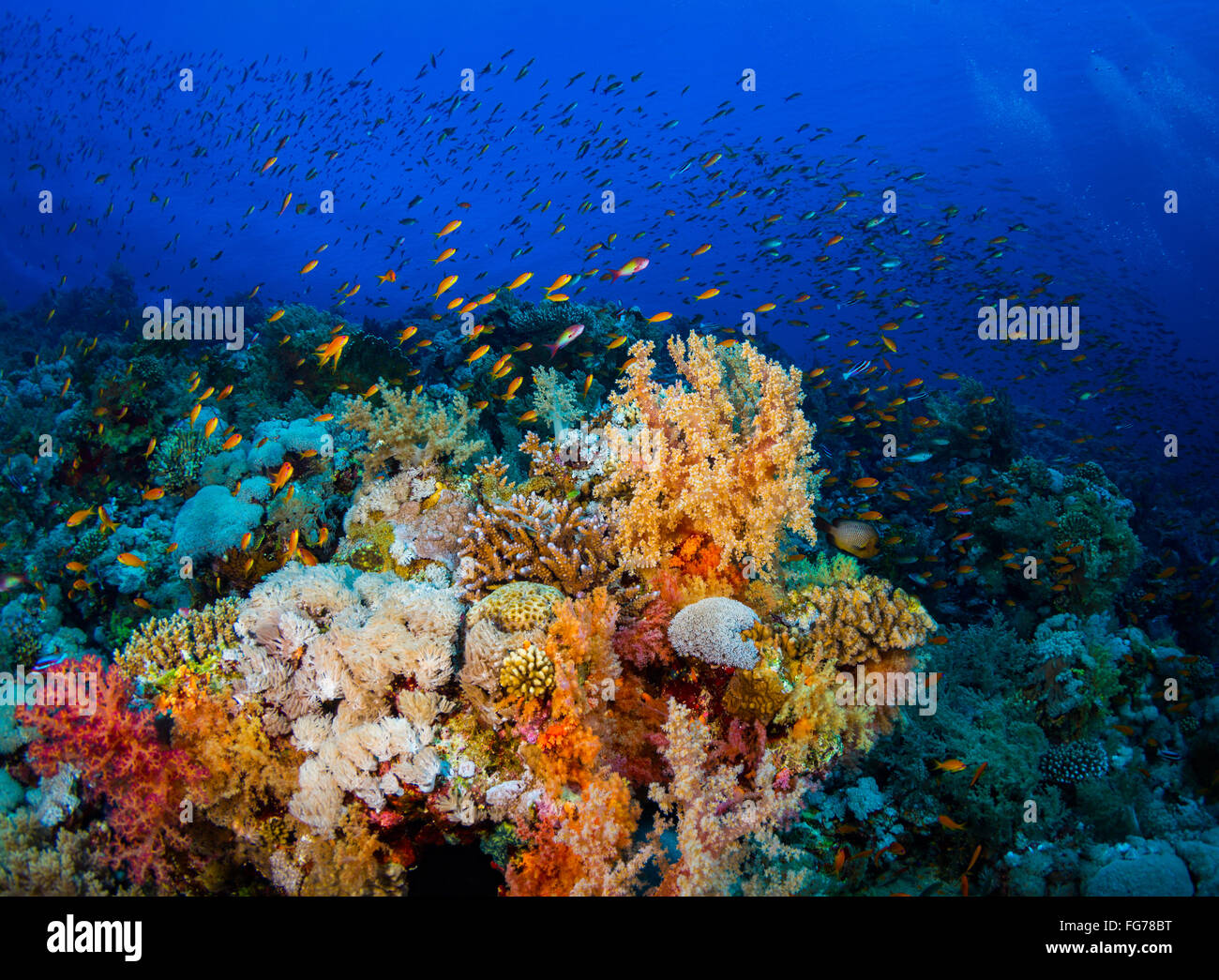 The reefs of the Red Sea Stock Photo - Alamy