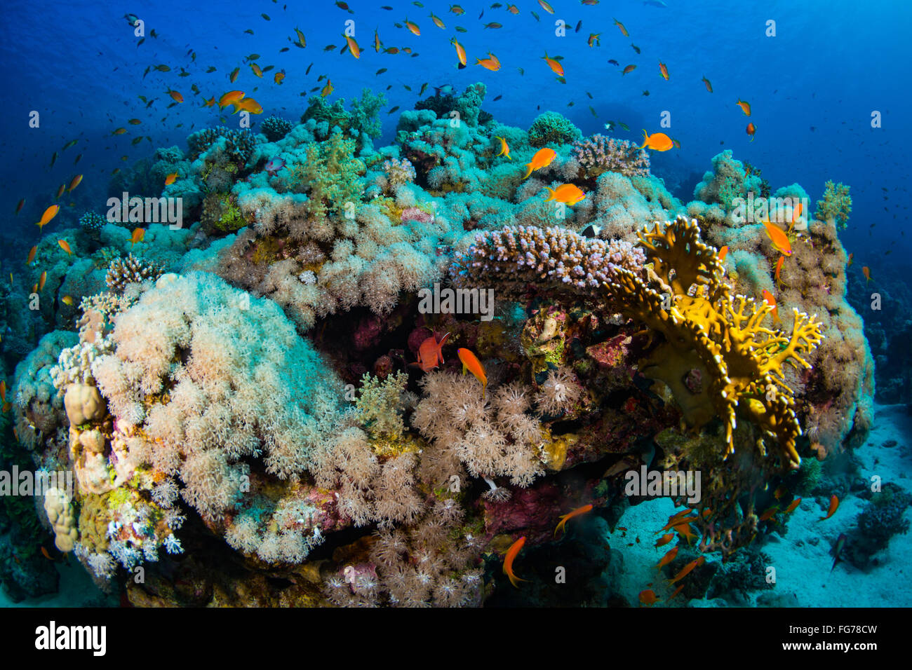 The reefs of the Red Sea Stock Photo - Alamy