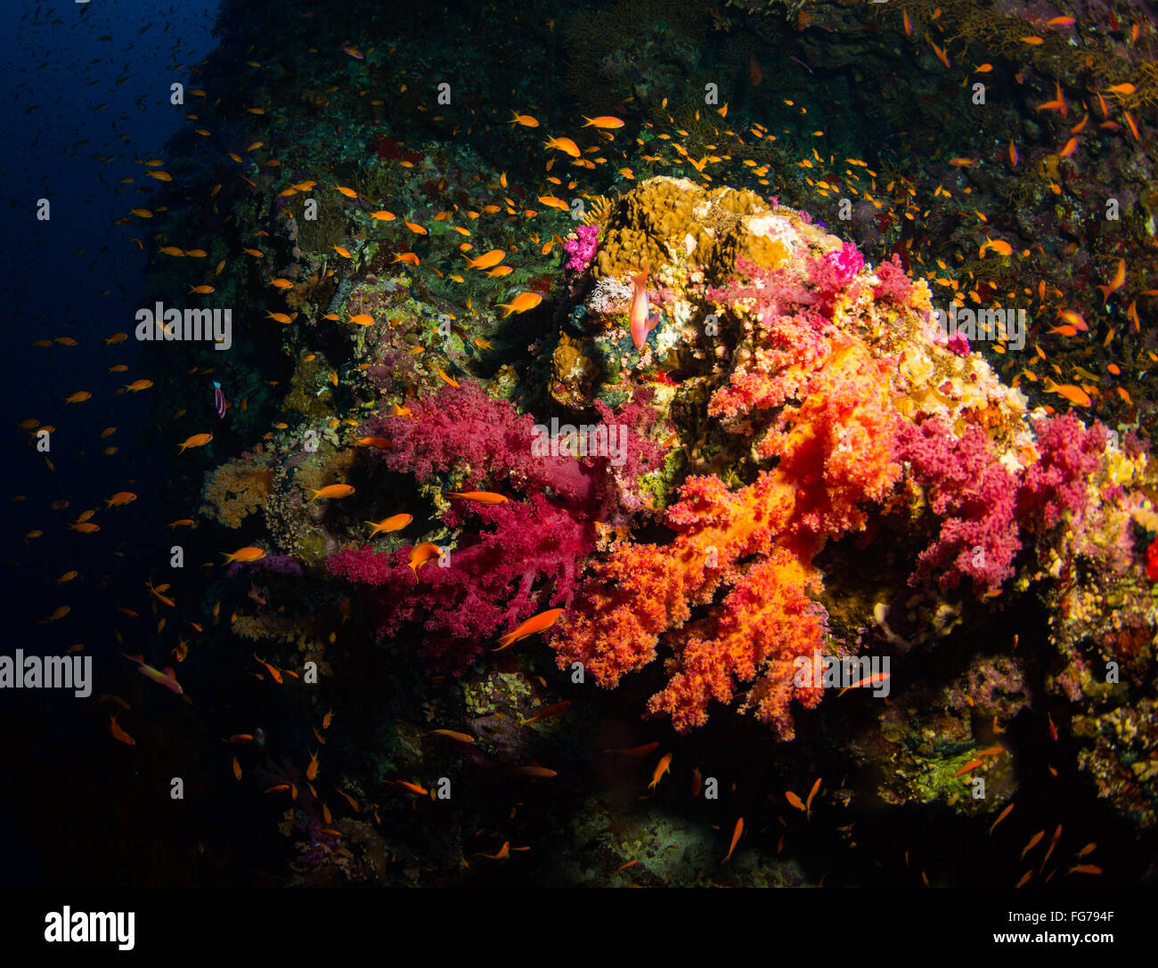 The reefs of the Red Sea Stock Photo - Alamy