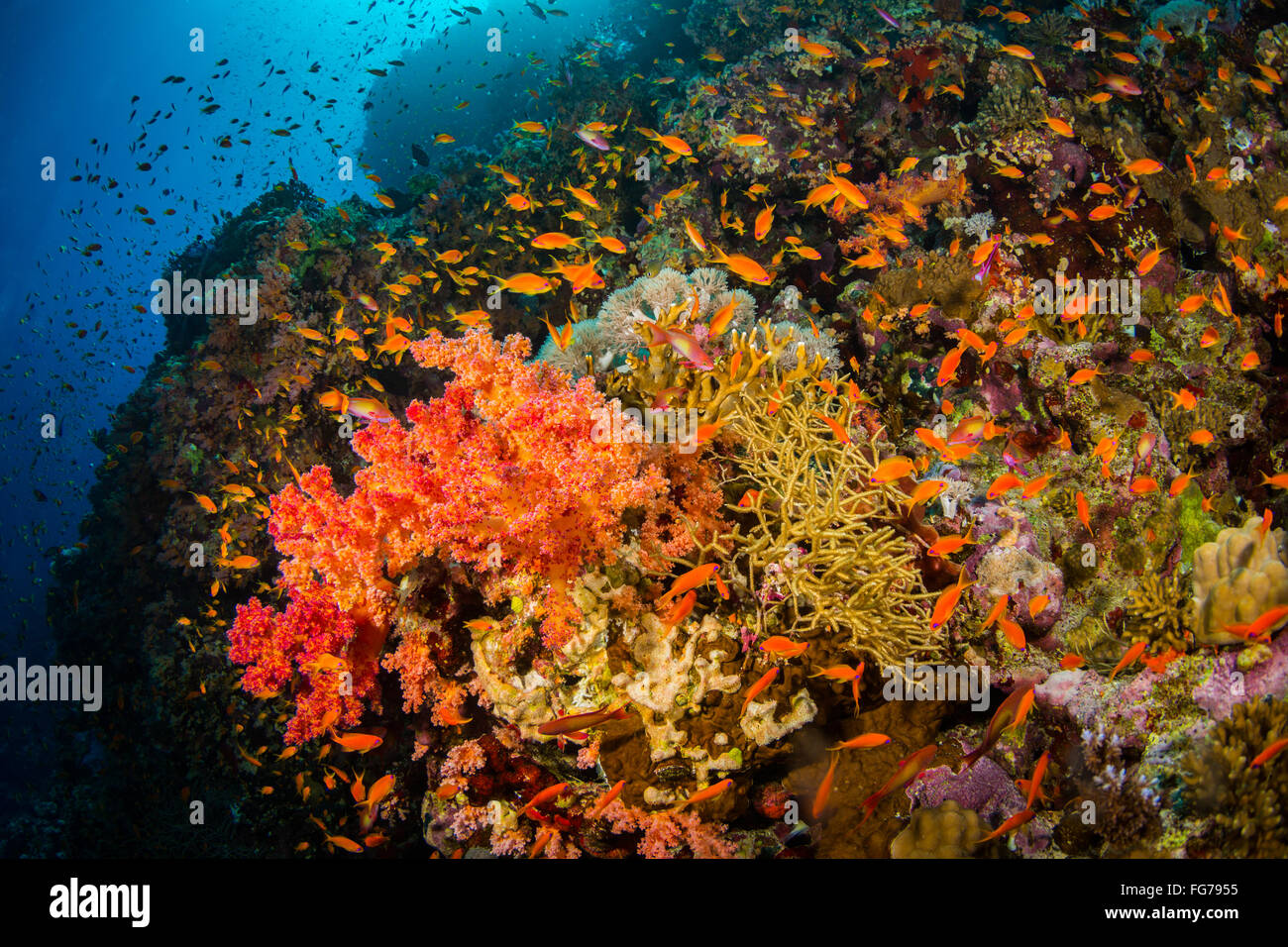 The reefs of the Red Sea Stock Photo - Alamy