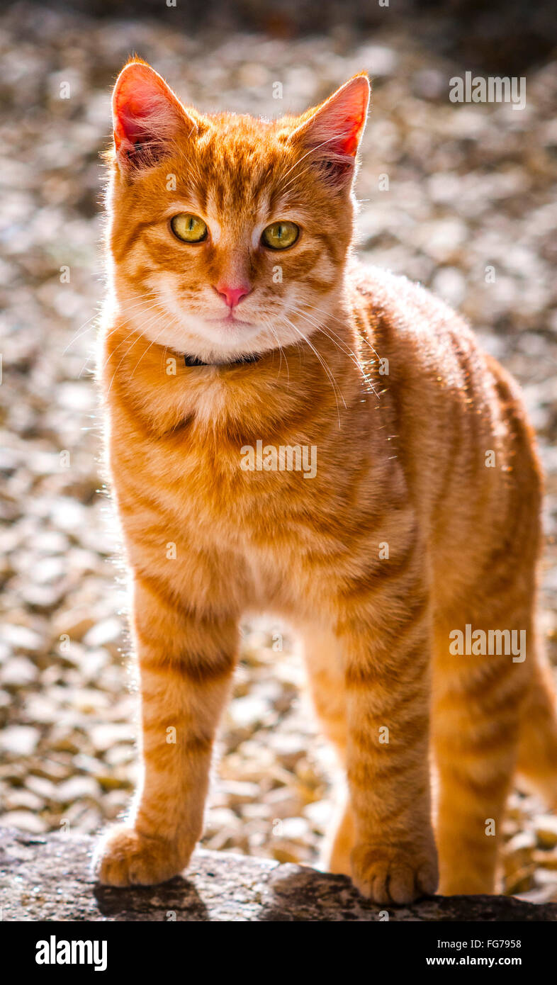 Ginger Tom, young cat - France Stock Photo - Alamy