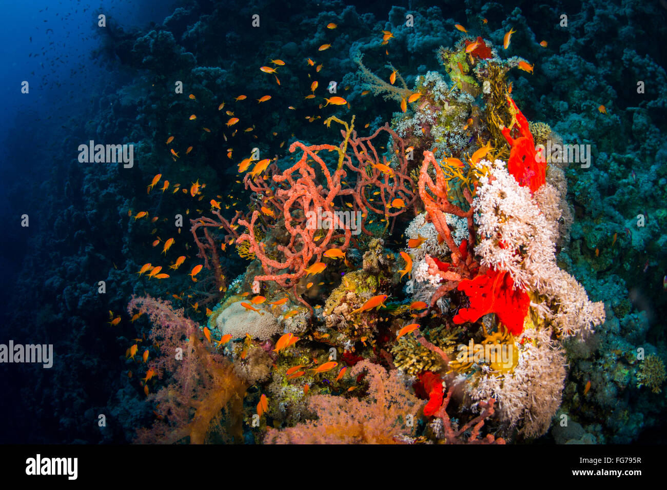 The reefs of the Red Sea Stock Photo - Alamy