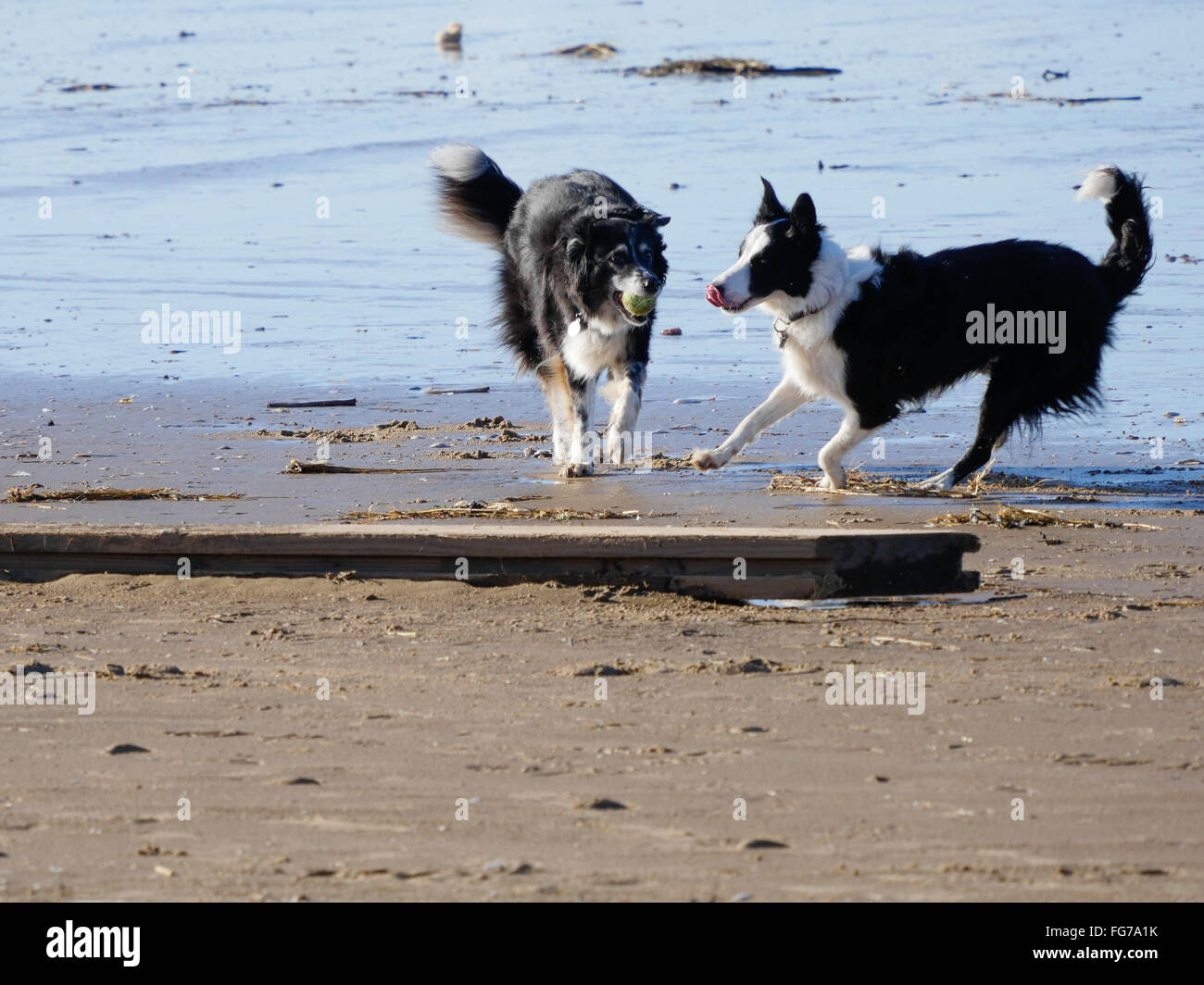 Dogs playing on the Beach Stock Photo - Alamy