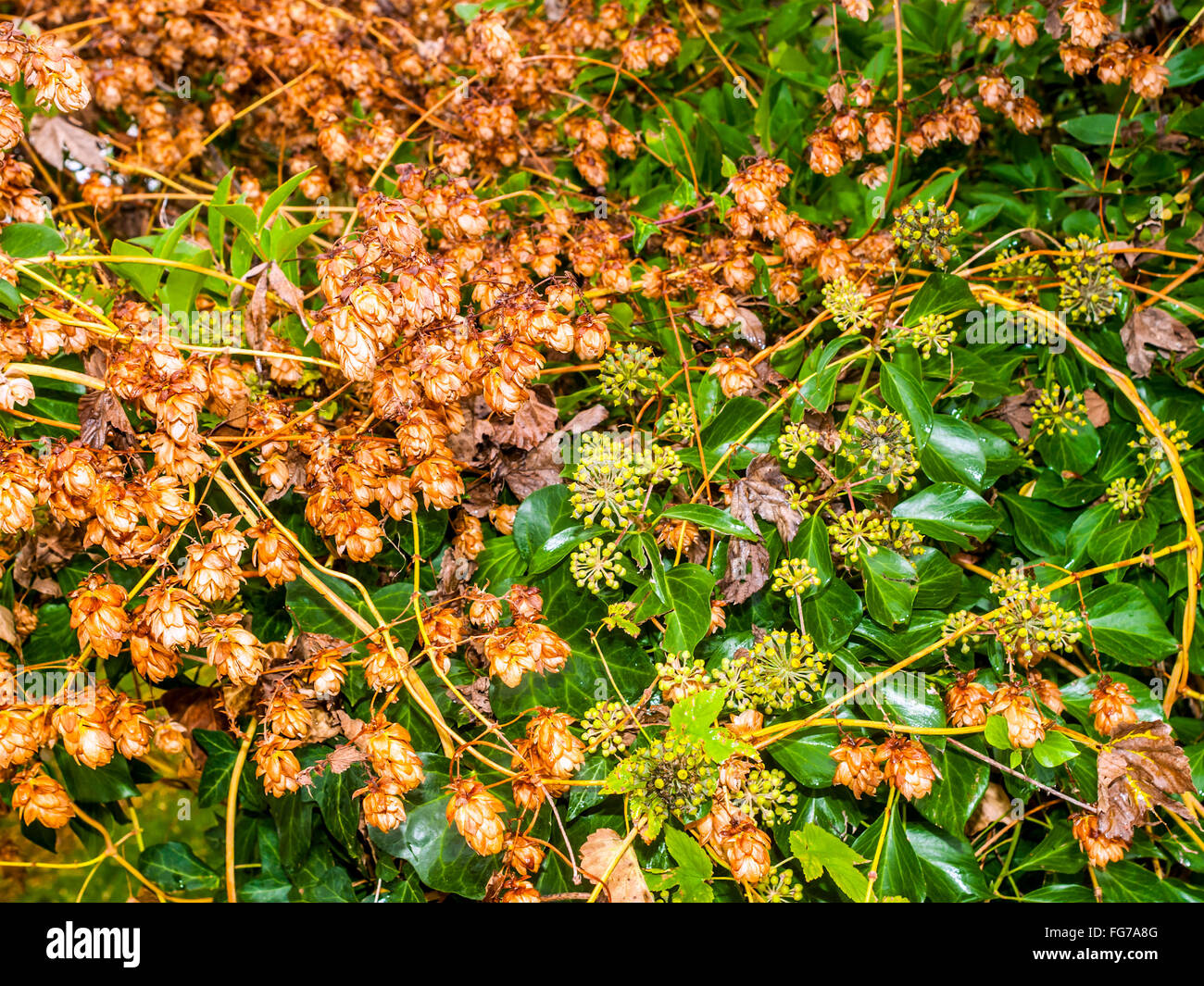 Wild Hop flowers / “Humulus lupulus” - France Stock Photo - Alamy