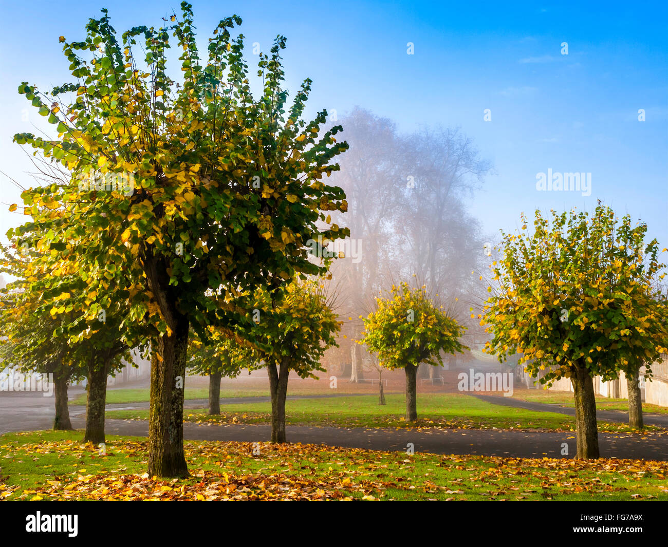 Tilleul / Lime trees with Autumn leaves - France Stock Photo - Alamy