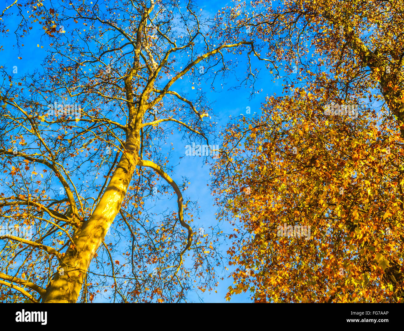 Plane / Platanus tree, late summer leaves turning colour - France Stock ...