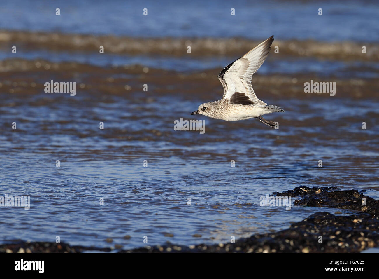 Grey Plover (Pluvialis squatarola) flying showing black auxillaries ...