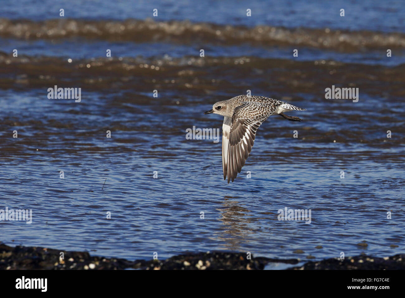 Grey plover flight uk hi-res stock photography and images - Alamy