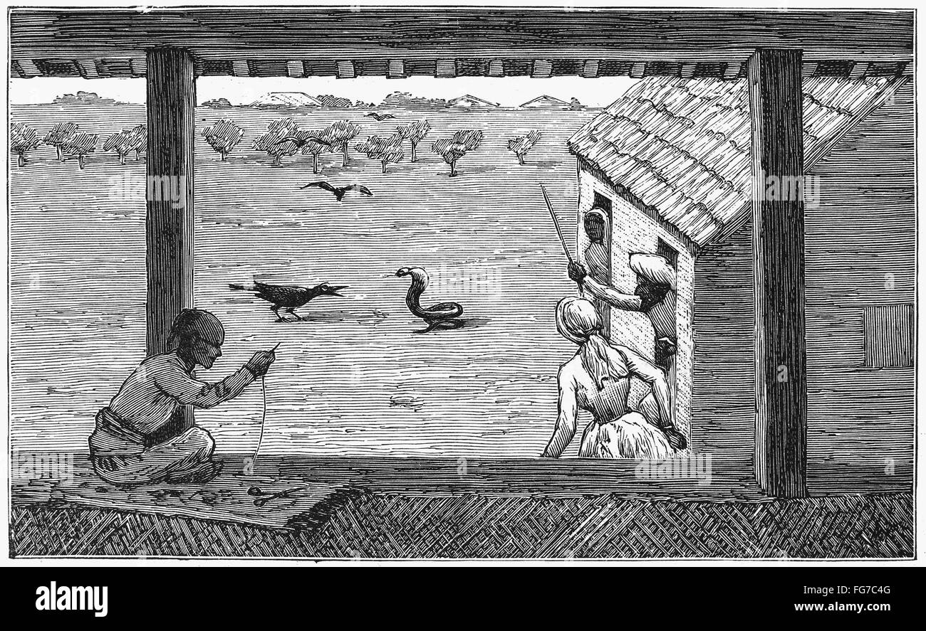 INDIA: SNAKE AND CROW, 1887. /nCombat between a cobra and a crow, in ...