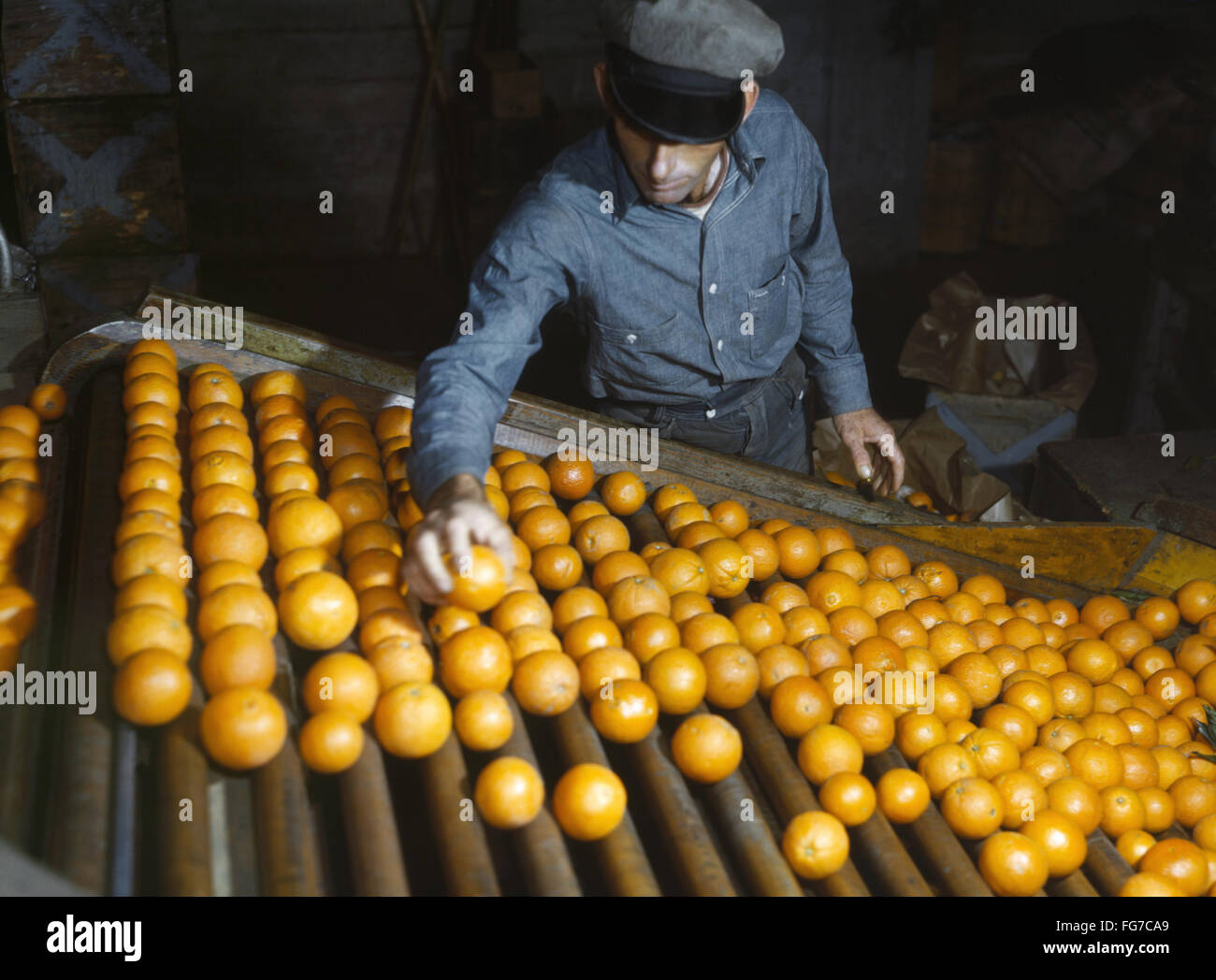 ORANGE SORTING, 1943. /nWorker sorting oranges at a packing plant in ...