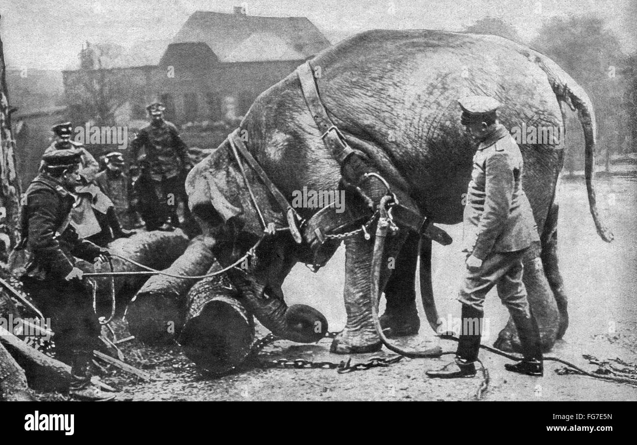 WORLD WAR I: ELEPHANT, 1915. /nAn elephant used by German soldiers to ...