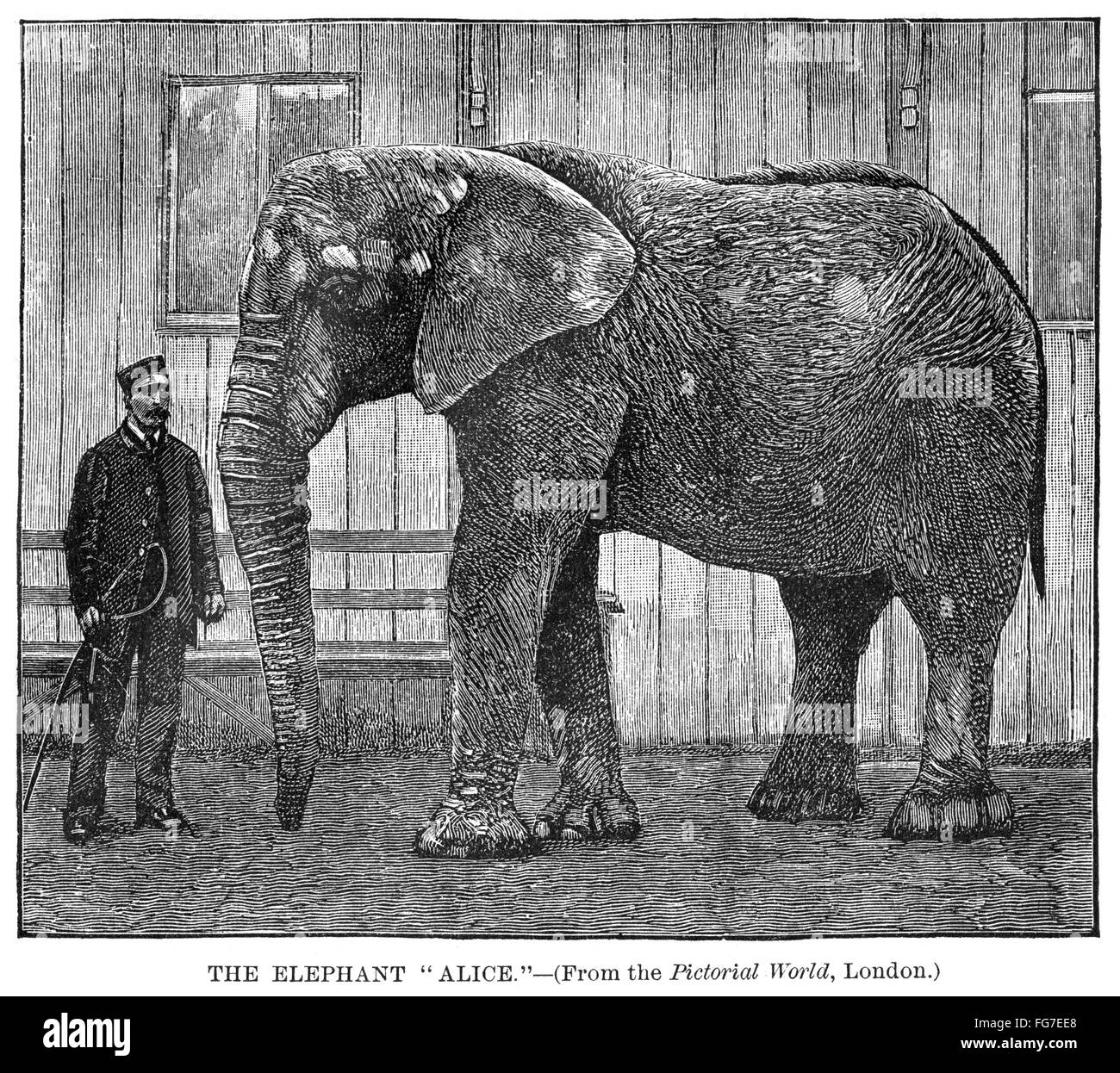 ALICE THE ELEPHANT, 1886. /nAlice, the elephant, a companion of Jumbo ...