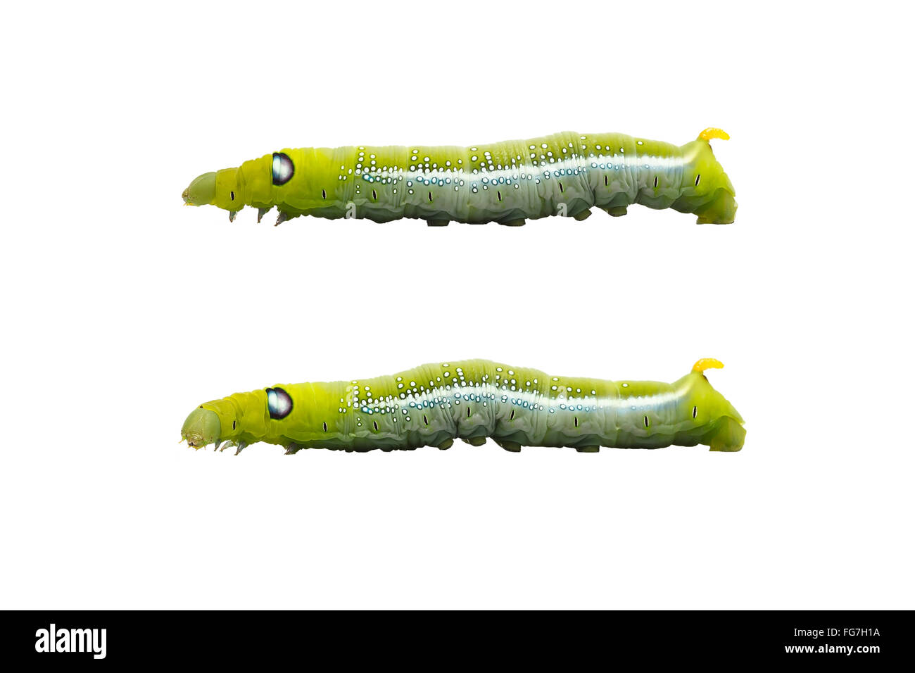 green worm white background bug butterfly larva pest closeup isolated ...