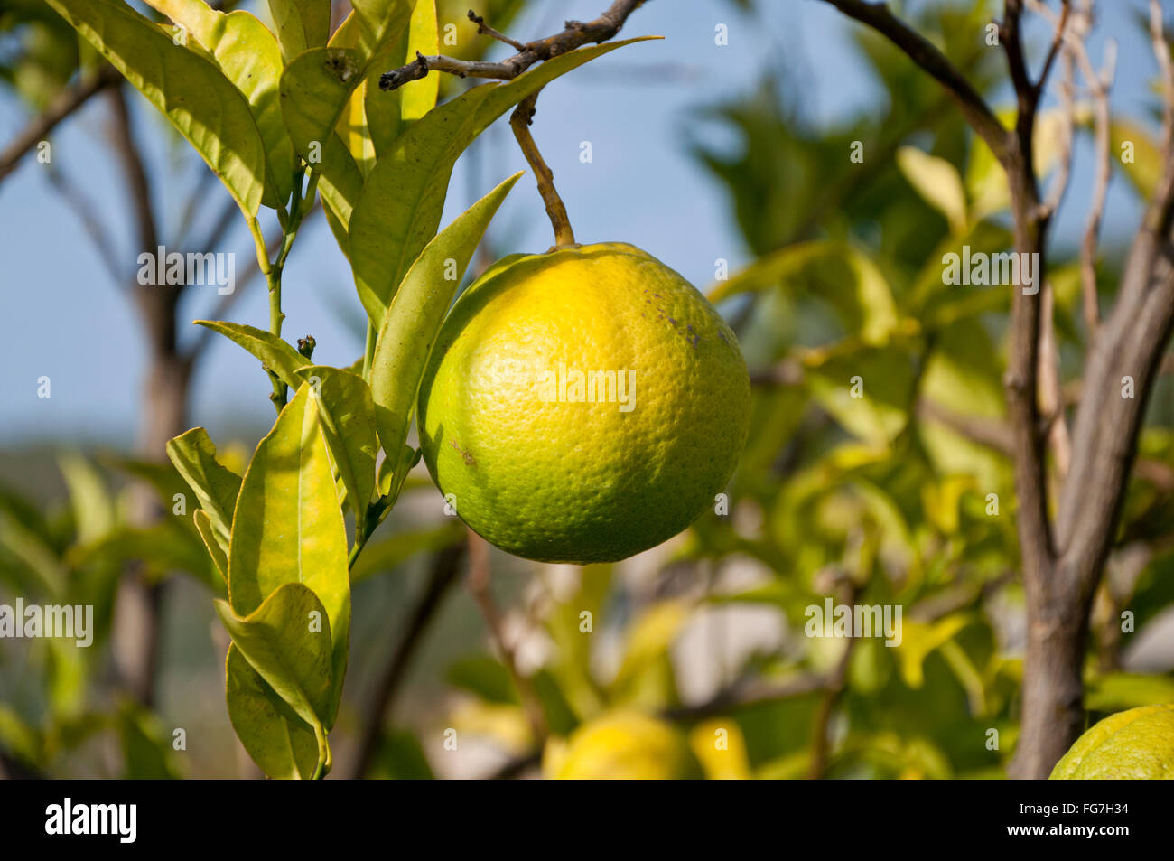 Bunch of unripened oranges on a branch Stock Photo - Alamy