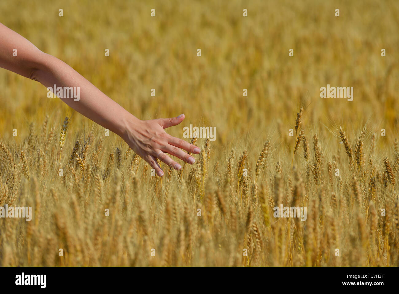 hand in wheat field Stock Photo - Alamy