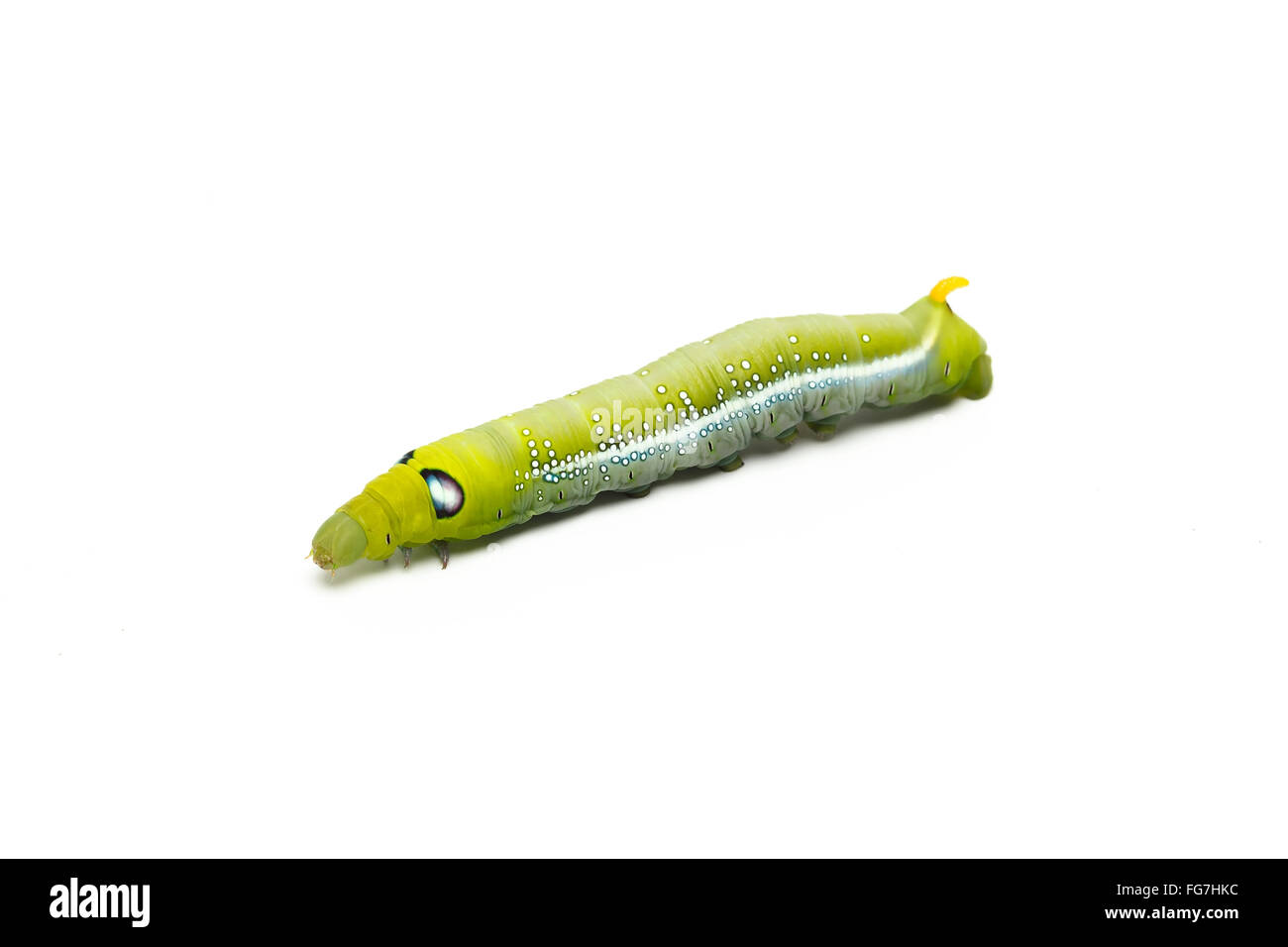 green worm white background bug butterfly larva pest closeup Stock ...