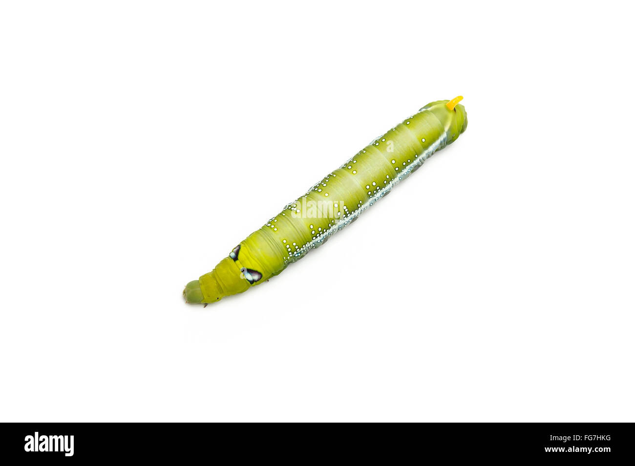 green worm white background bug butterfly larva pest closeup Stock ...