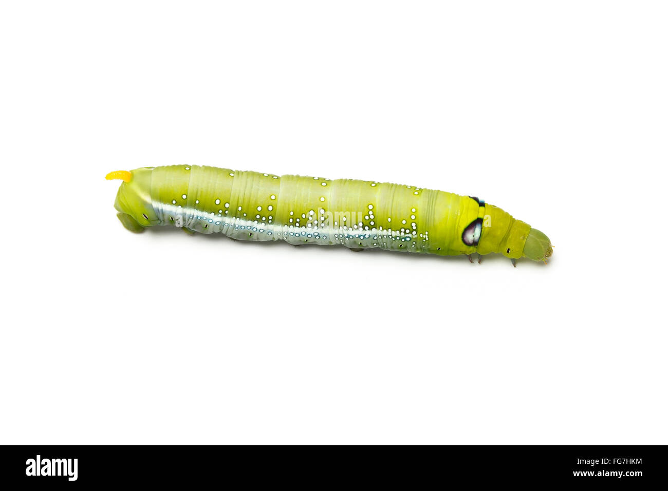 green worm white background bug butterfly larva pest closeup Stock ...