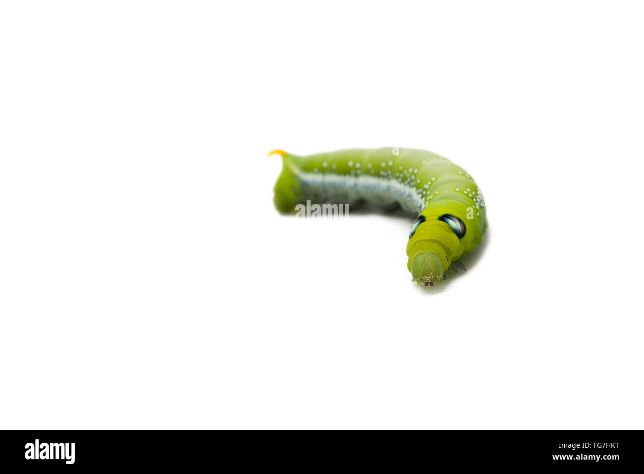 green worm white background bug butterfly larva pest closeup Stock ...