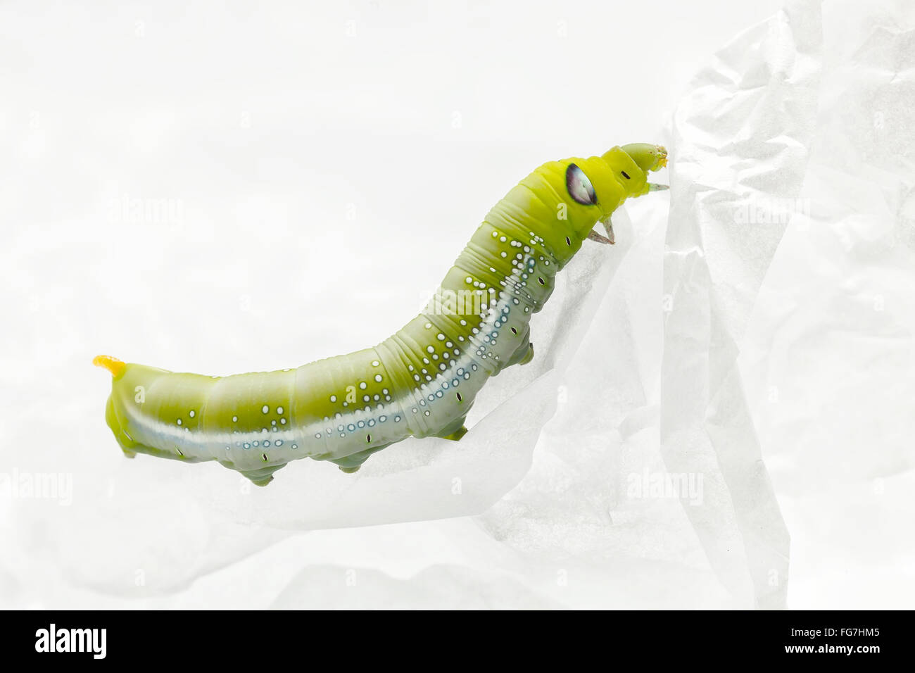 green worm white background bug butterfly larva pest closeup Stock ...