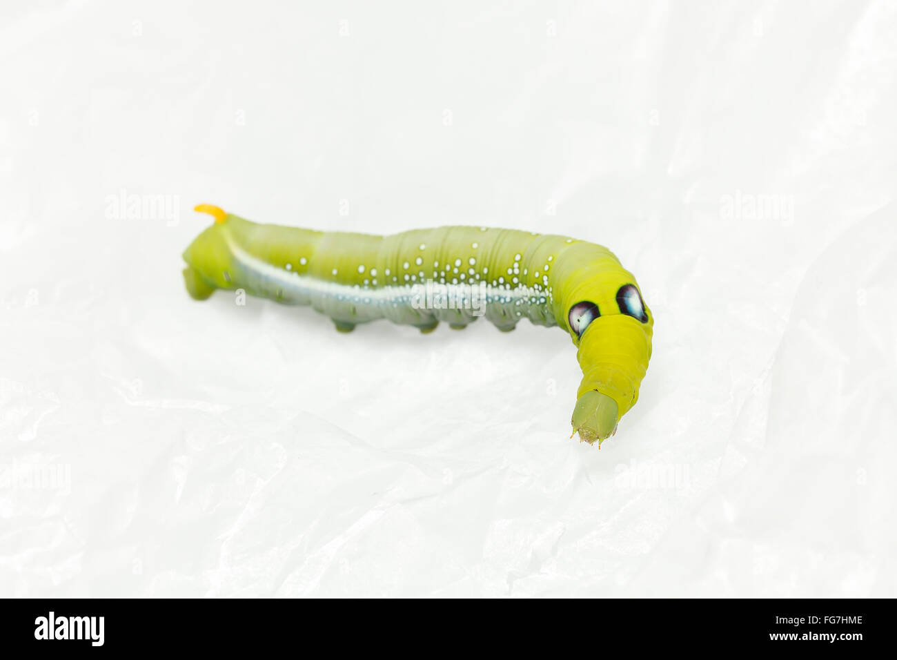green worm white background bug butterfly larva pest closeup Stock ...
