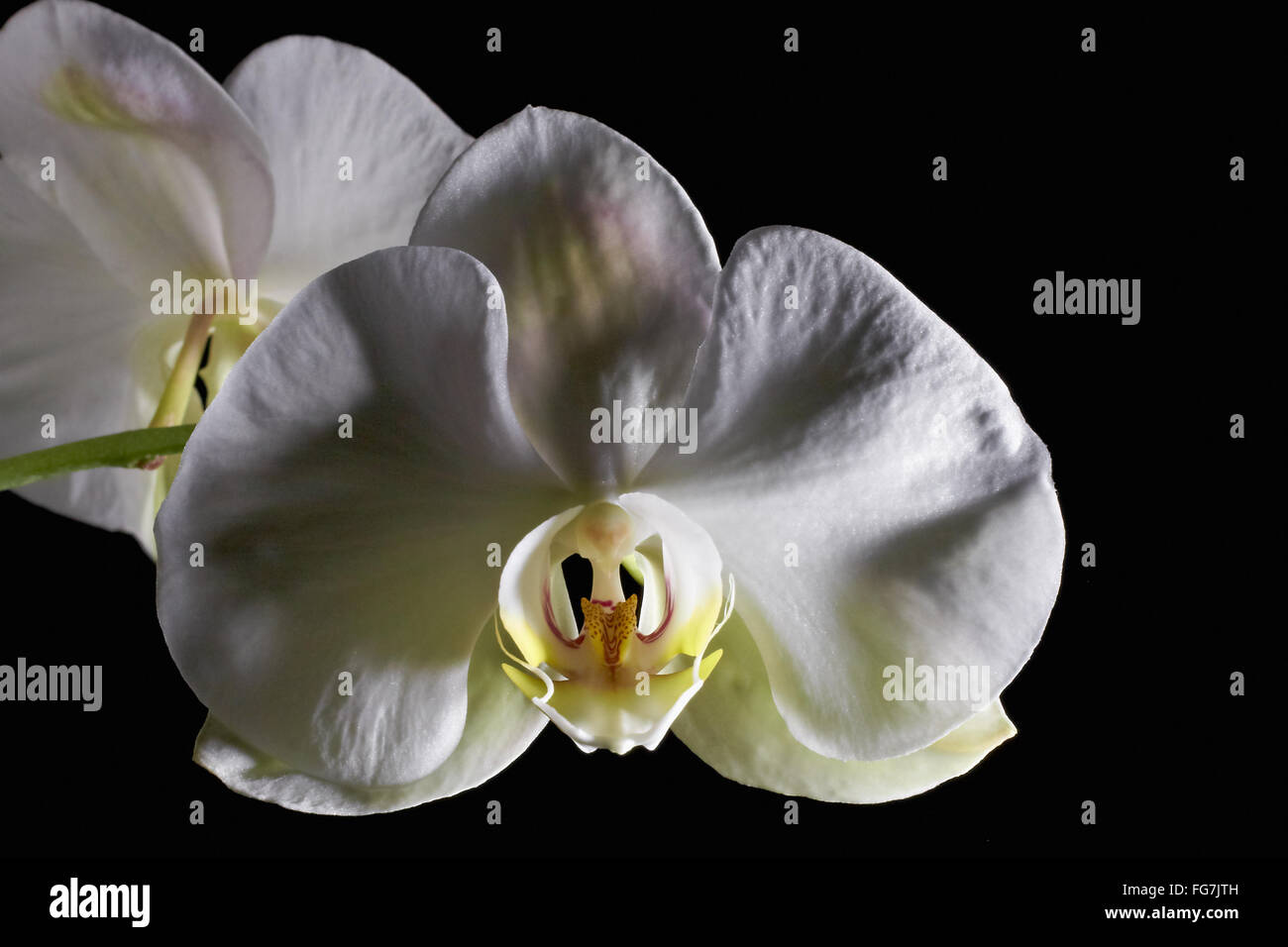 Phalaenopsis orchideen pflanzen hi-res stock photography and images - Alamy