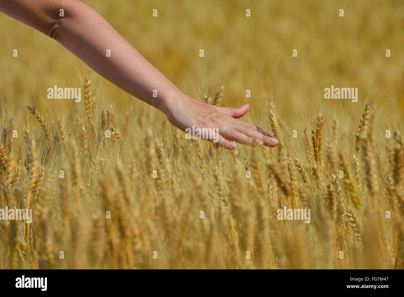 hand in wheat field Stock Photo - Alamy
