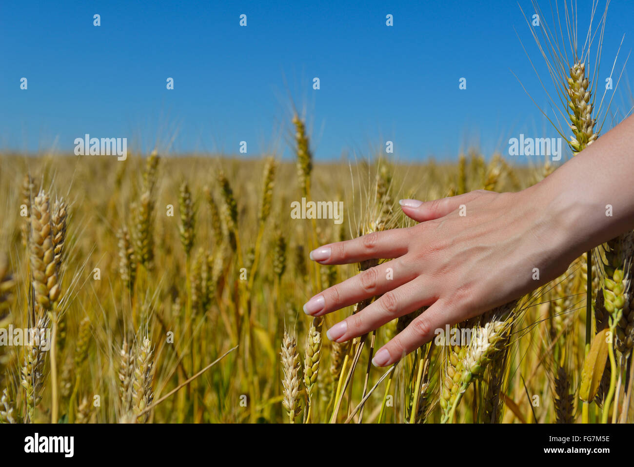 hand in wheat field Stock Photo - Alamy