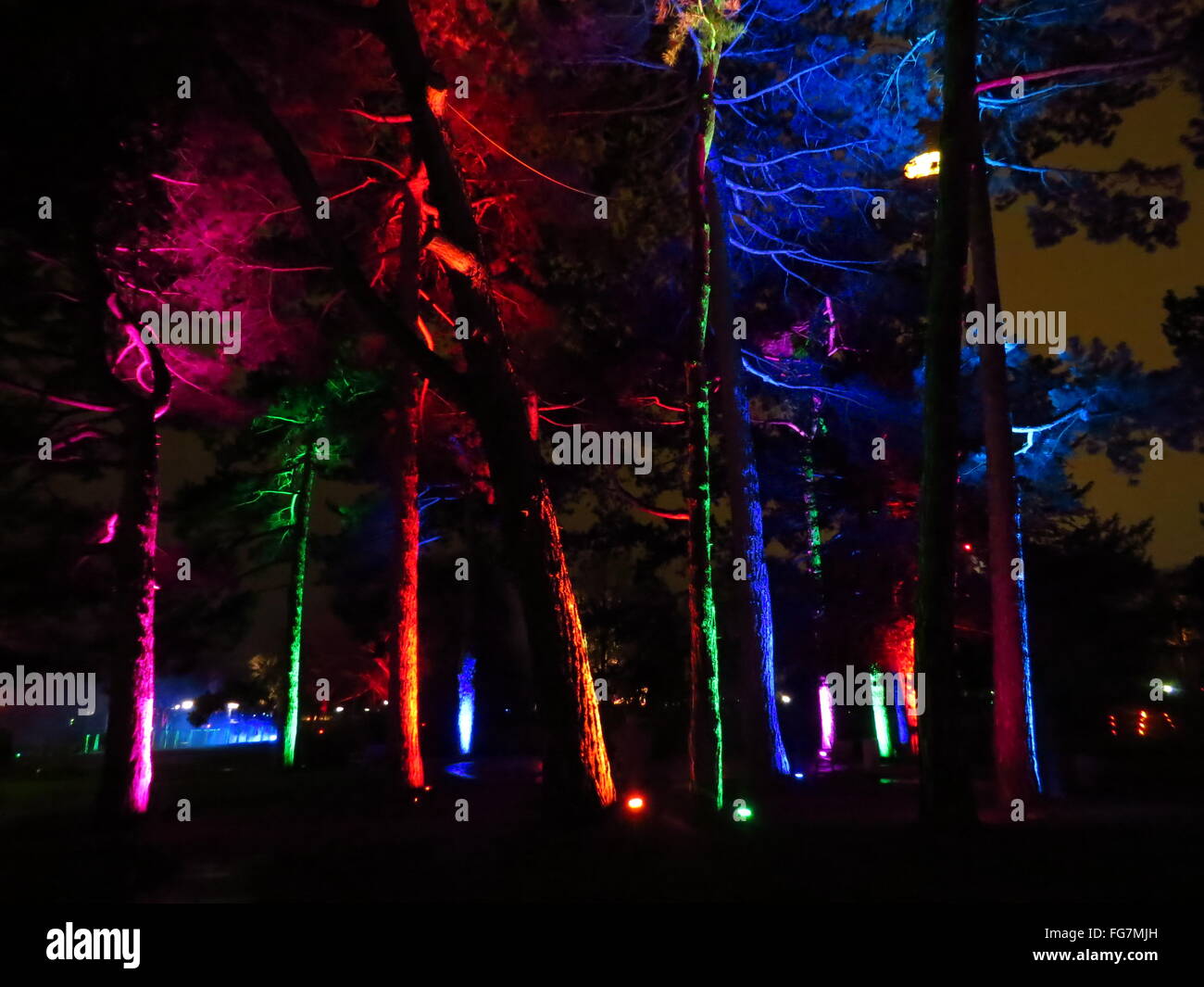 Multi Colored Illuminated Trees On Field At Night Stock Photo - Alamy
