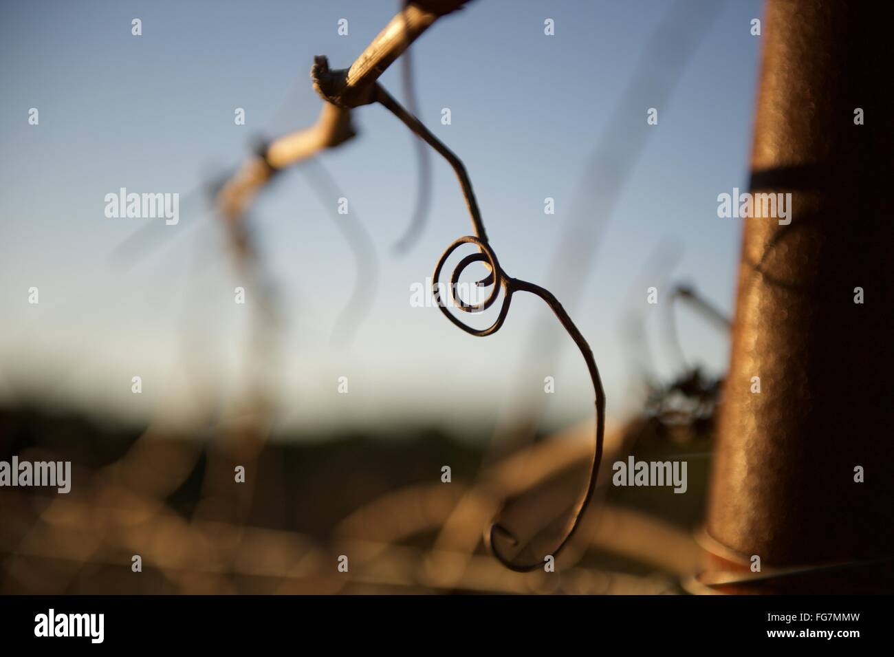 Close-Up Of Tendril Stock Photo - Alamy